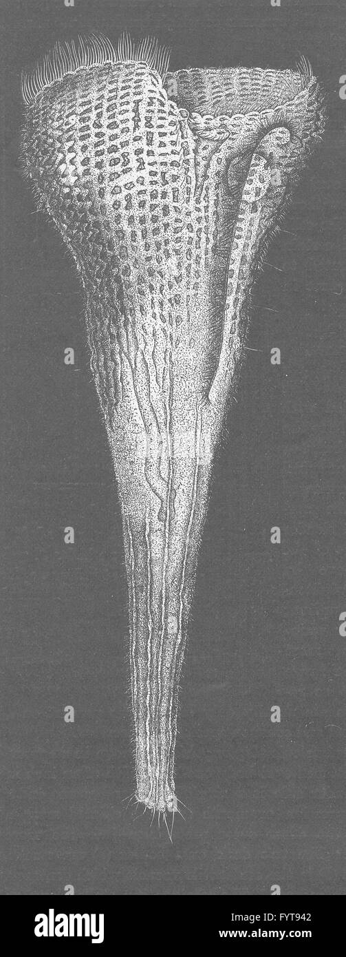 Trumpet animalcule hi-res stock photography and images - Alamy