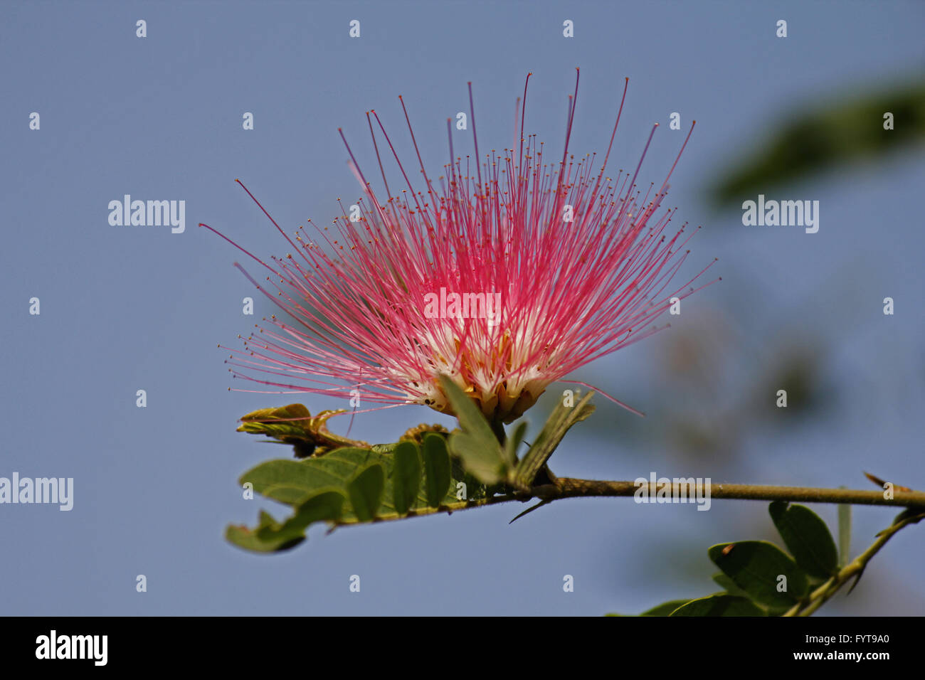 Red Powder Puff Stock Photo - Alamy