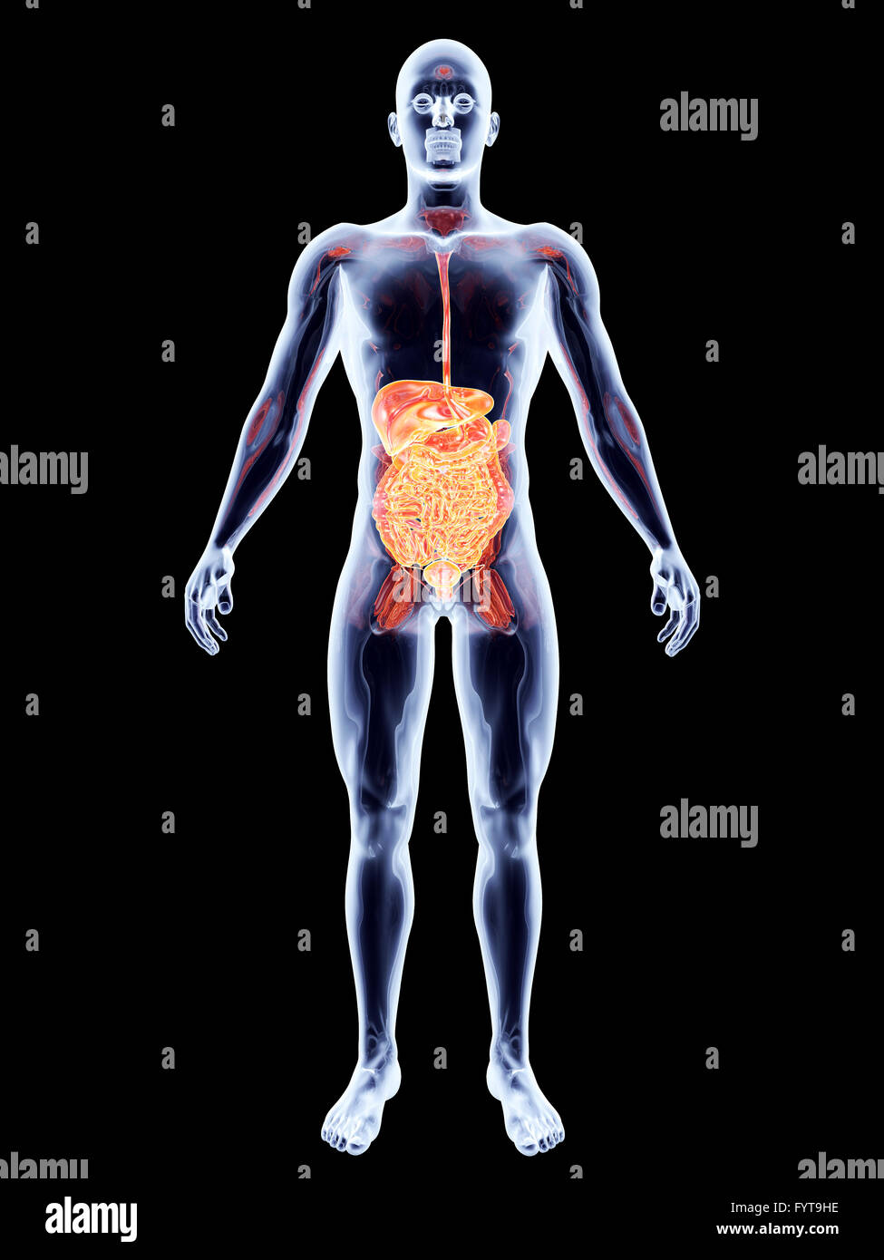 Male Intestines Stock Photos & Male Intestines Stock Images - Alamy