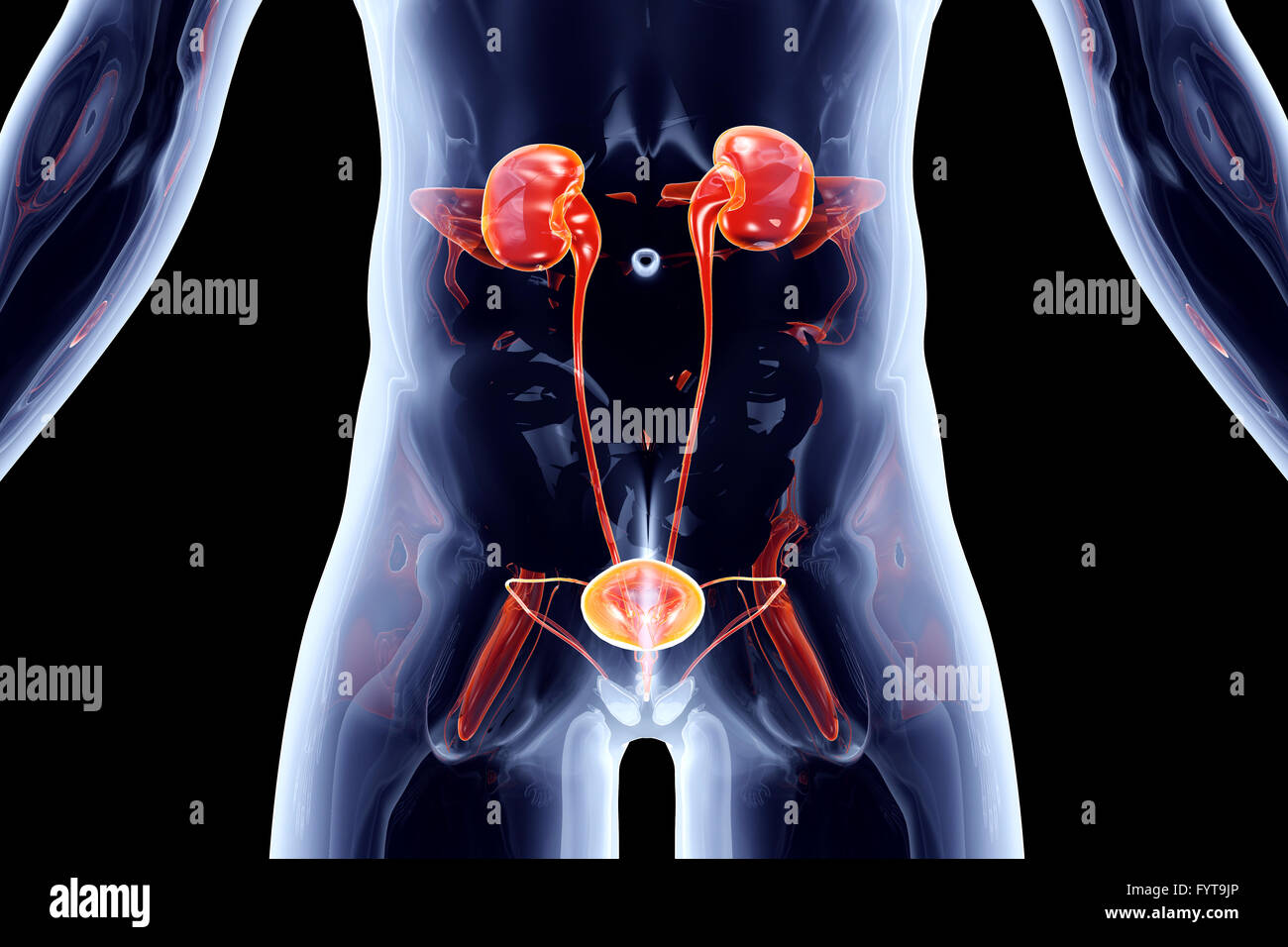 Internal Organs - Urinary system Stock Photo - Alamy