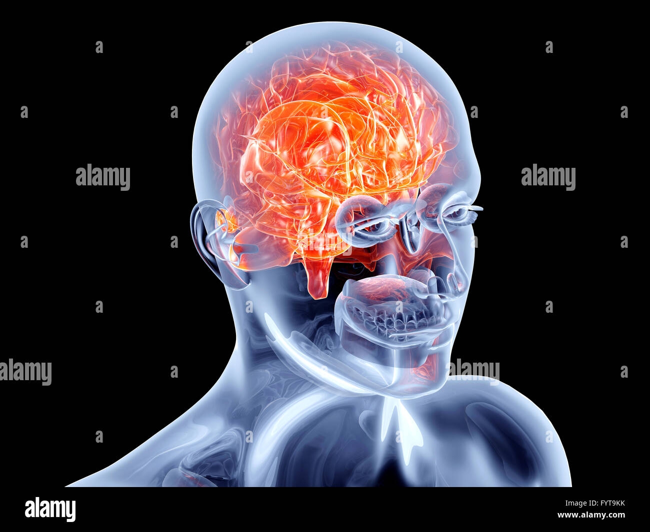 Internal Organs - Brain Stock Photo - Alamy