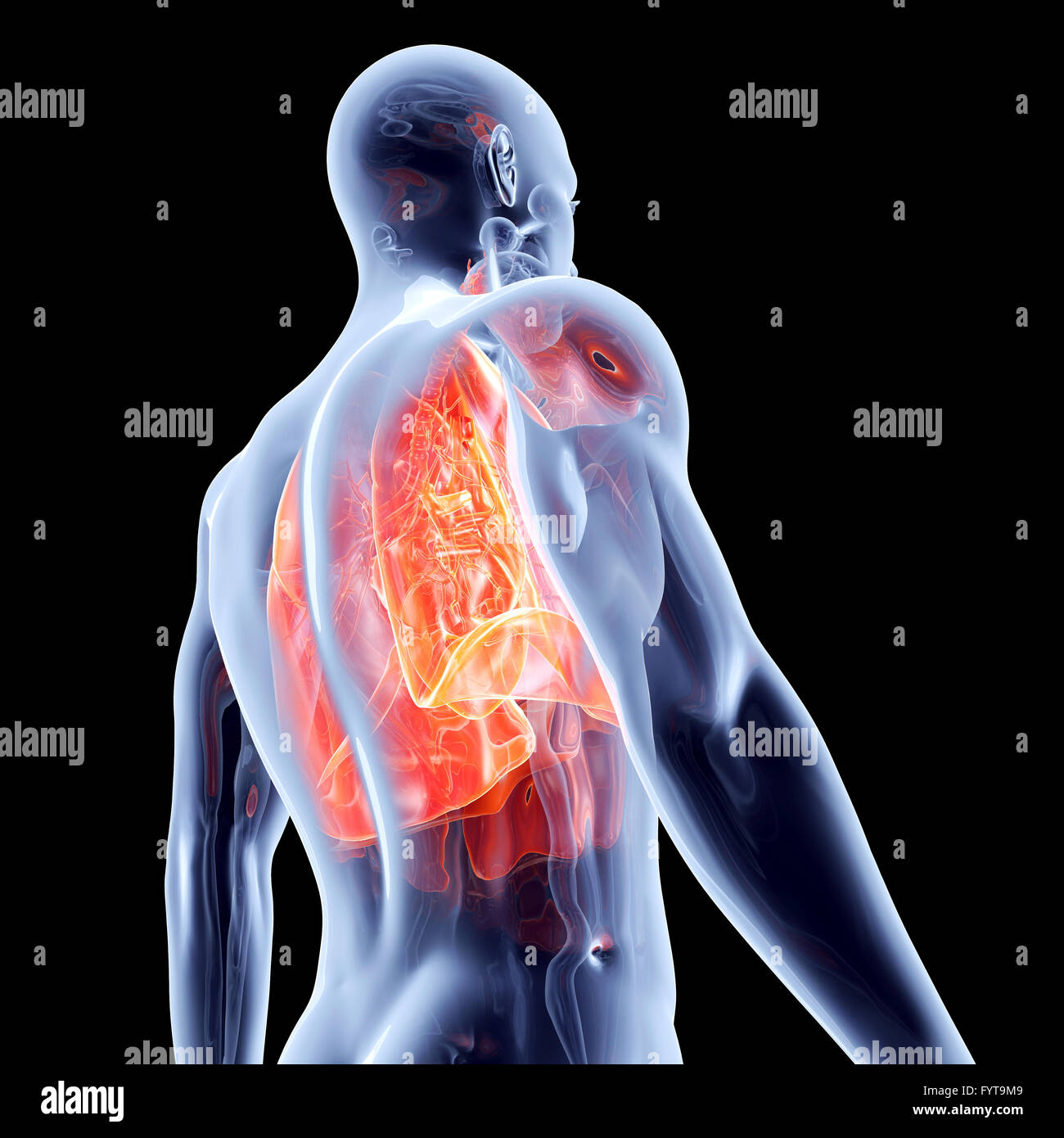 Human esophagus trachea lungs hi-res stock photography and images - Alamy