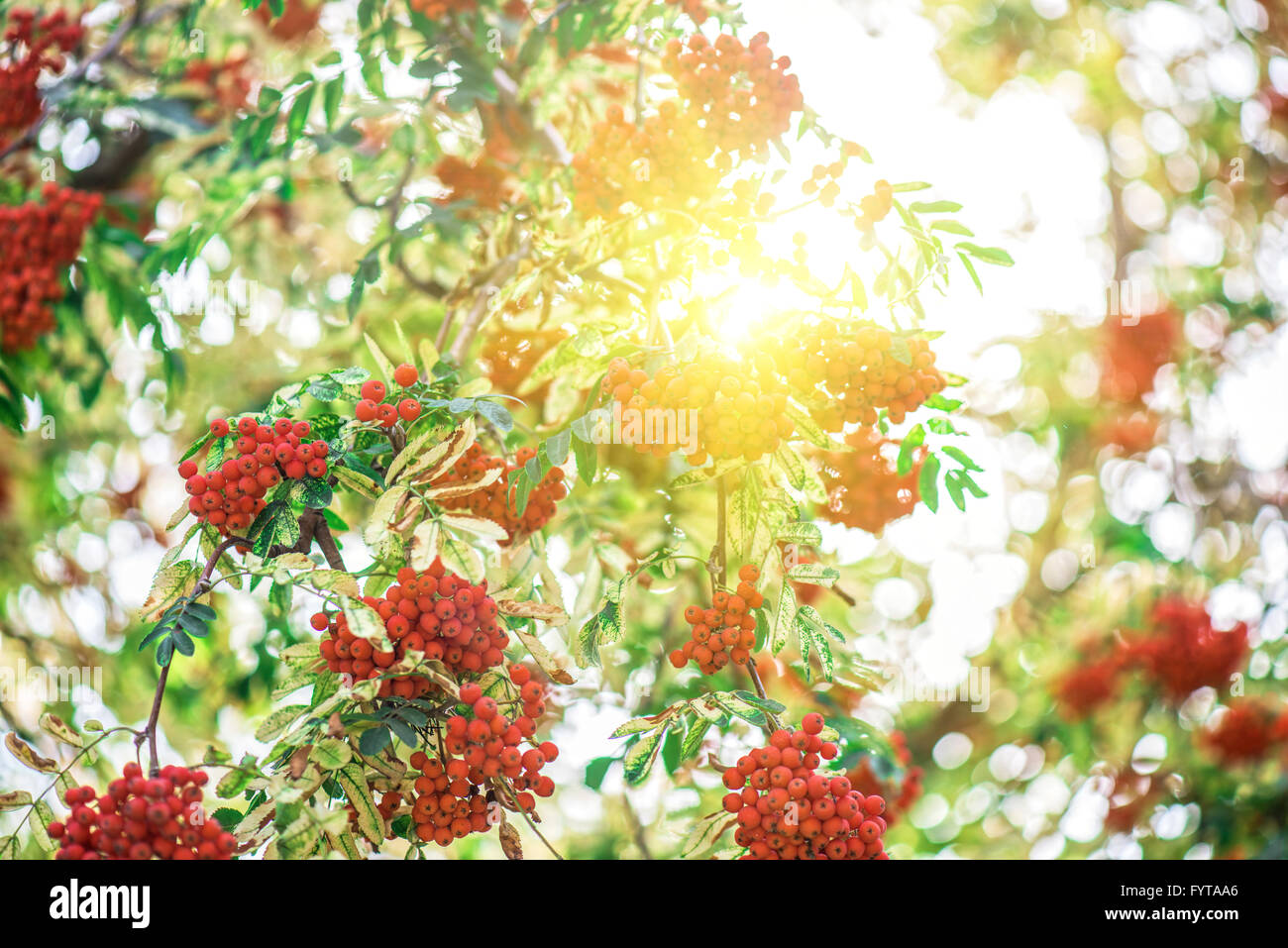 rowan-tree with rowanberry Stock Photo - Alamy
