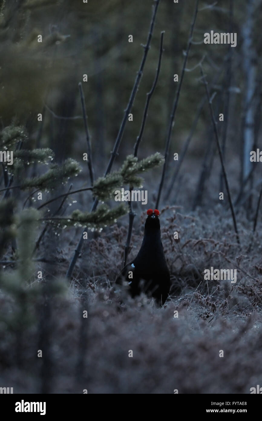 Male Black Grouse (Tetrao tetrix) at swamp courting place before dawn ...