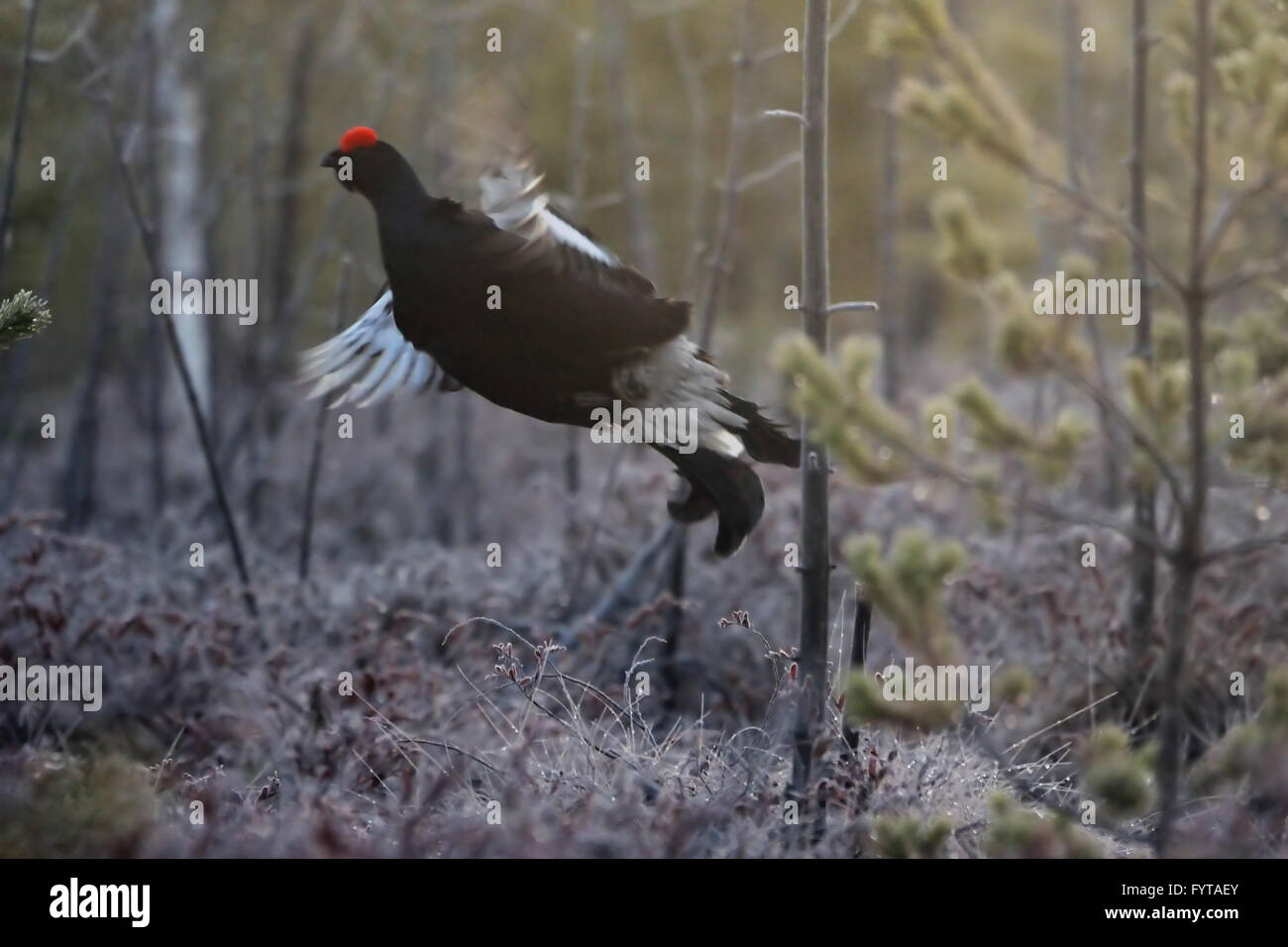 Jumping male Black Grouse (Tetrao tetrix) at swamp courting place ...