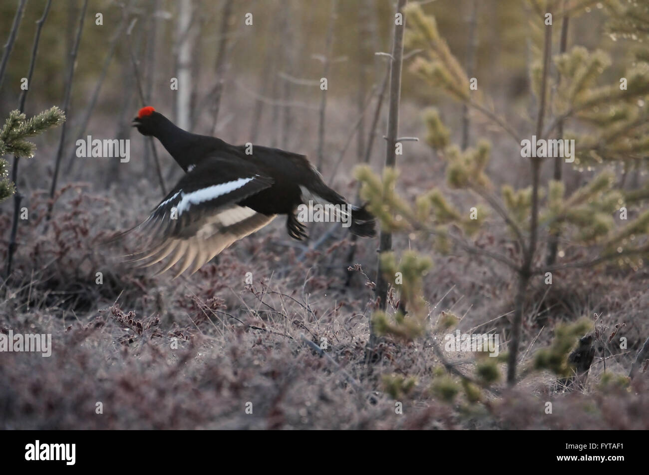 Jumping male Black Grouse (Tetrao tetrix) at swamp courting place ...