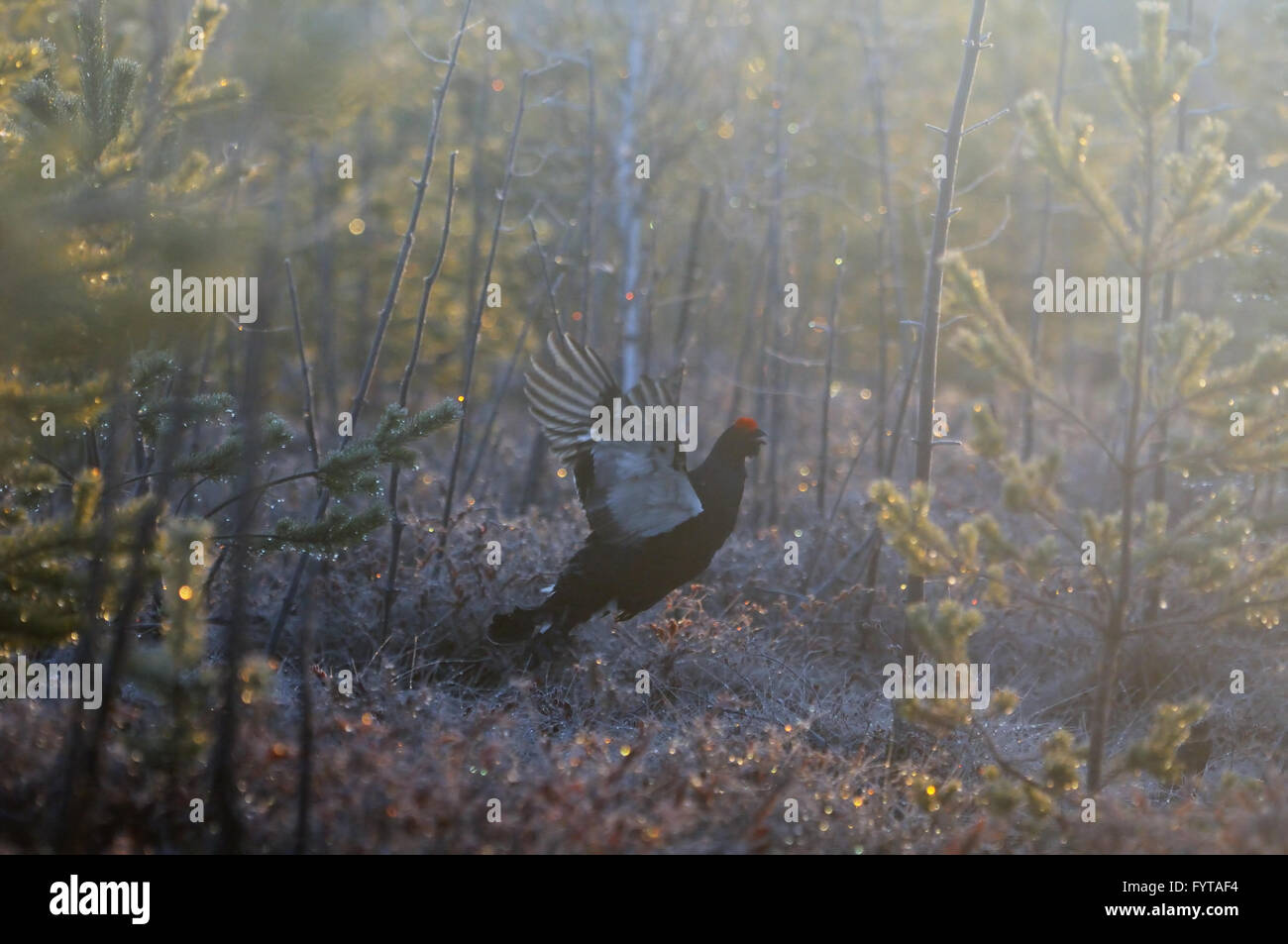Grouse flying spring hi-res stock photography and images - Alamy