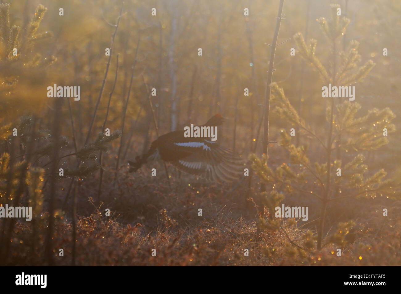 Jumping male Black Grouse at swamp courting place at dawn Stock Photo ...