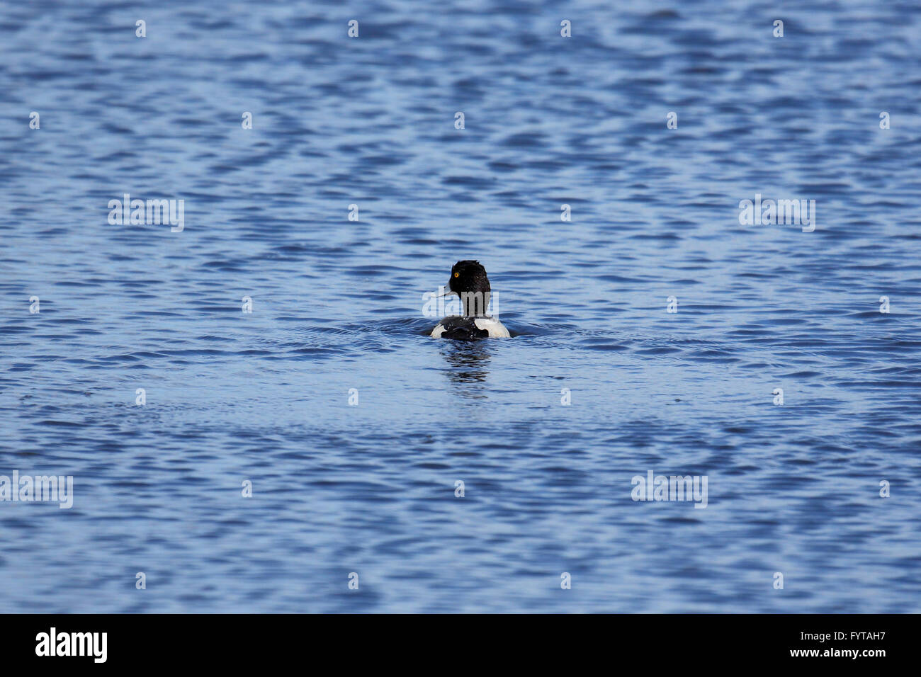 Duck swimming water ripples hi-res stock photography and images - Alamy