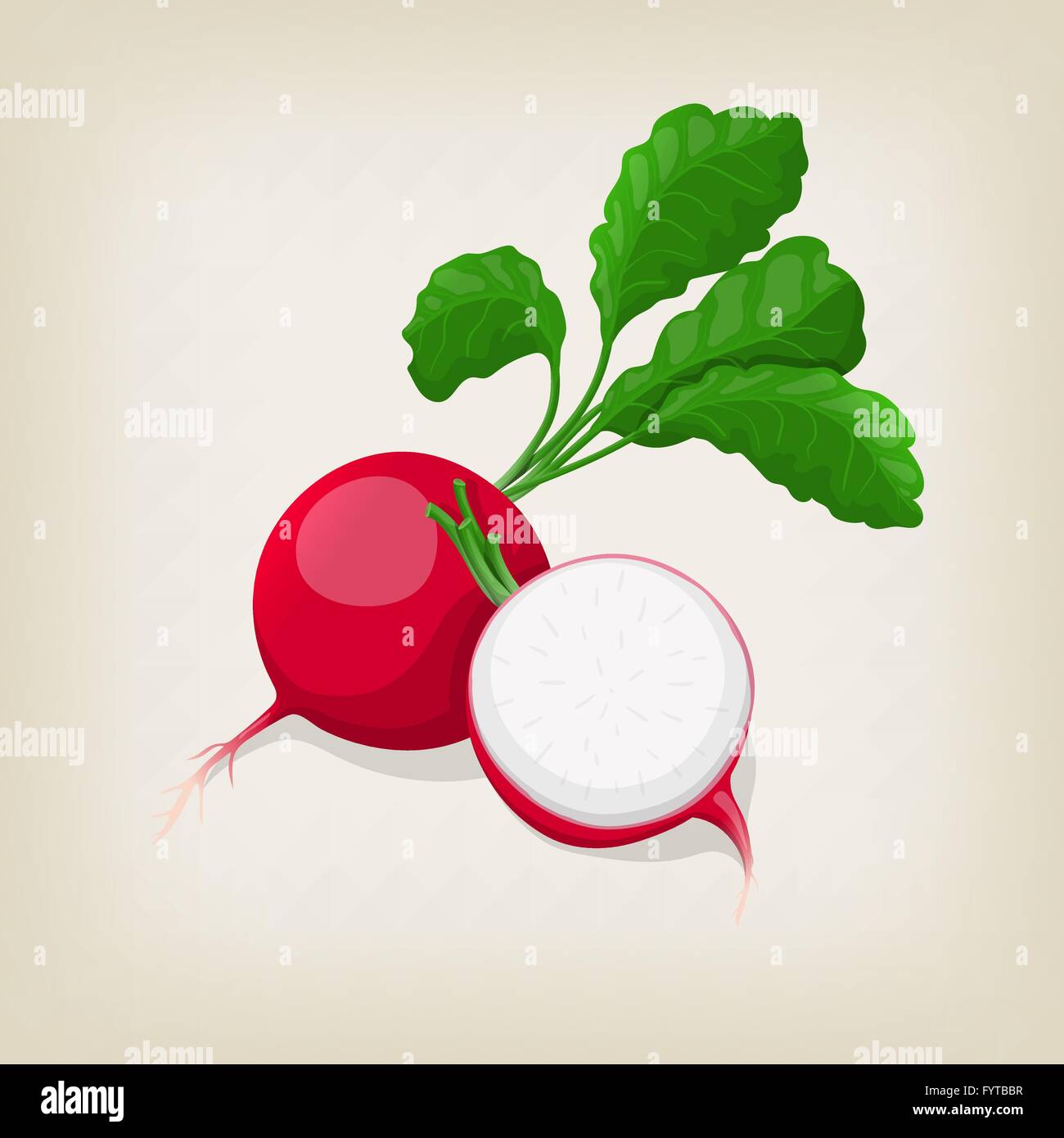 Whole and half radishes with leaves. Vector illustration Stock Vector ...