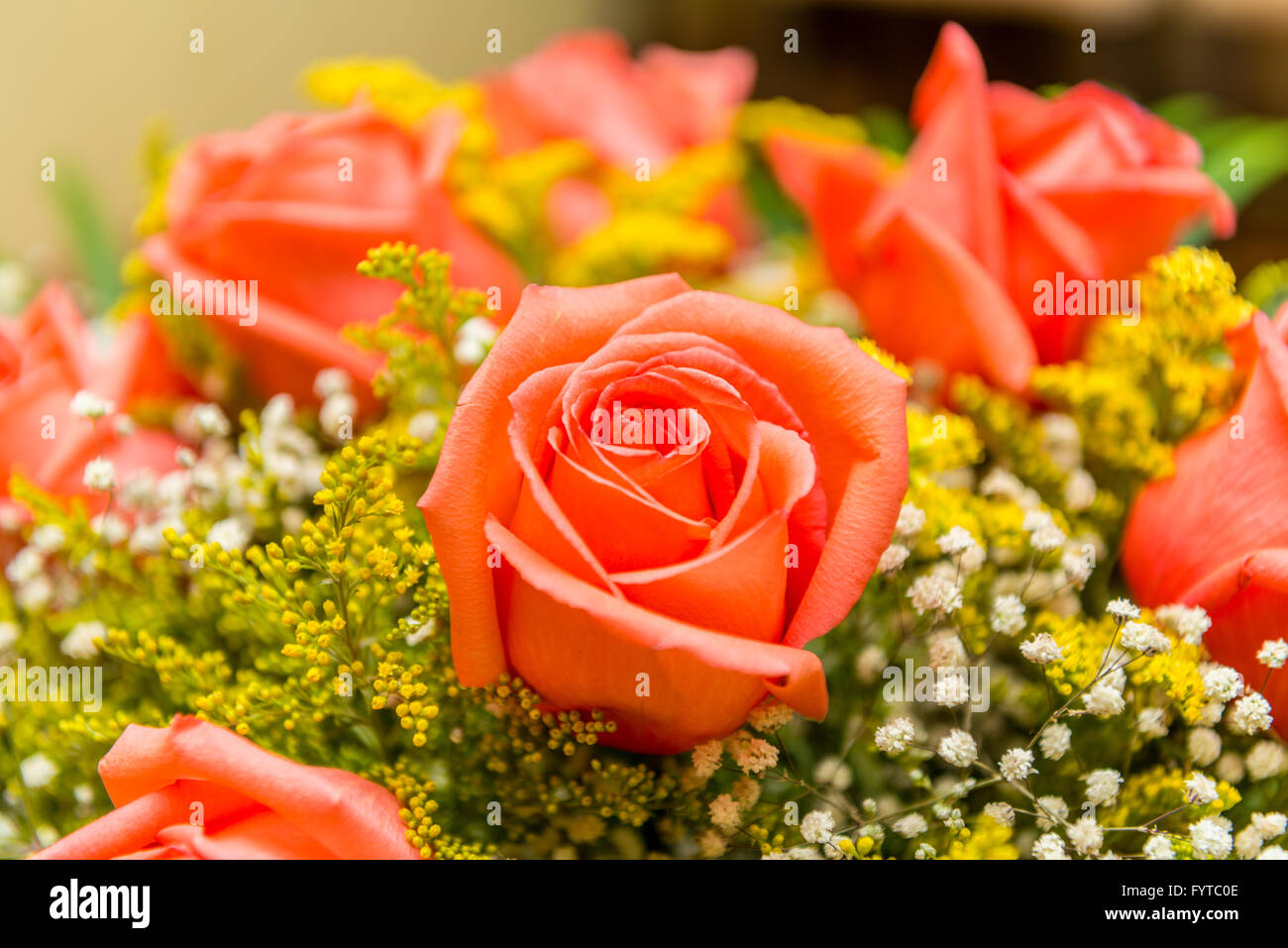 Nice roses in celebration concept Stock Photo - Alamy