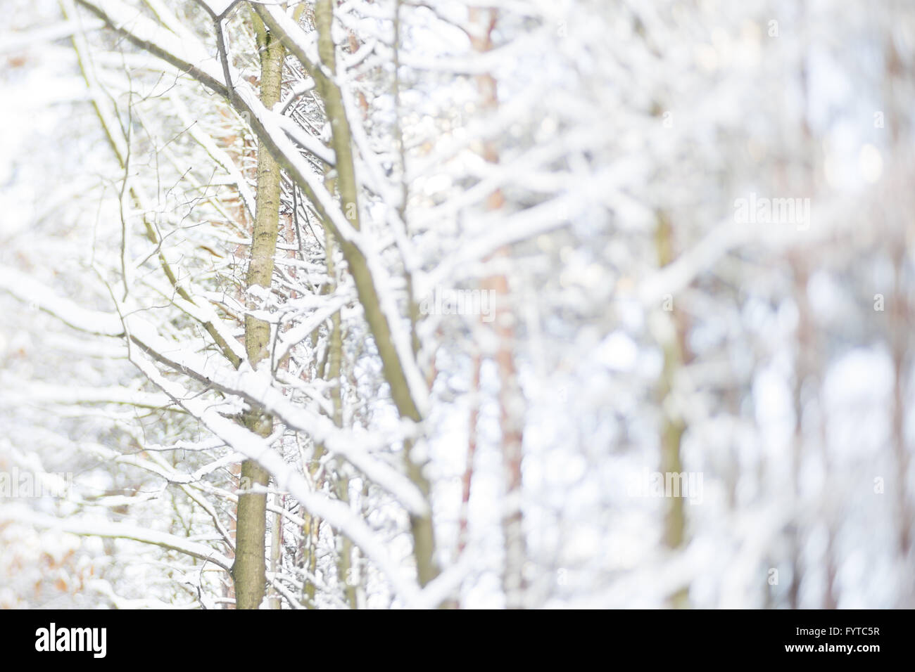 tree with snow Stock Photo - Alamy