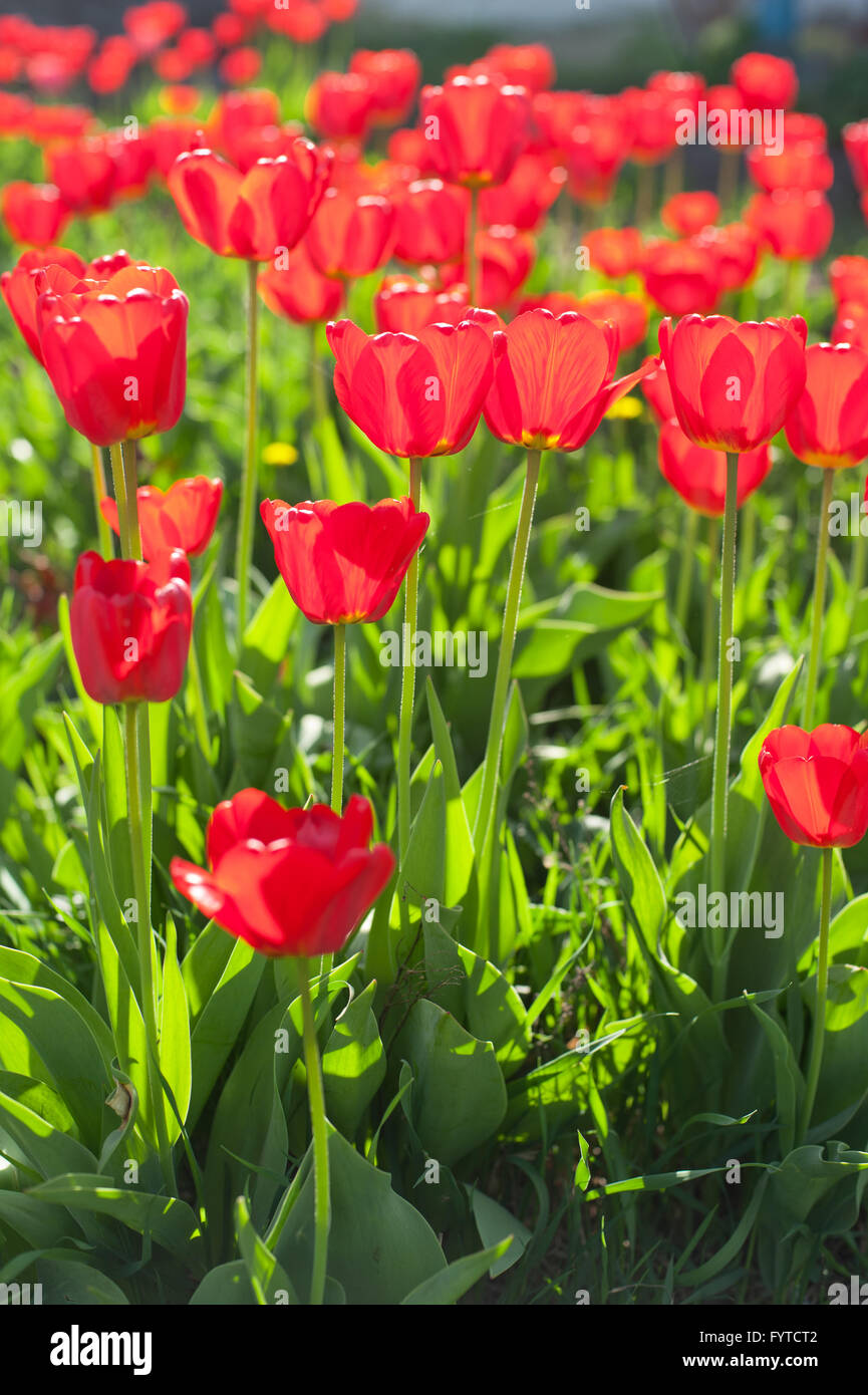 Field of red colored tulips Stock Photo - Alamy