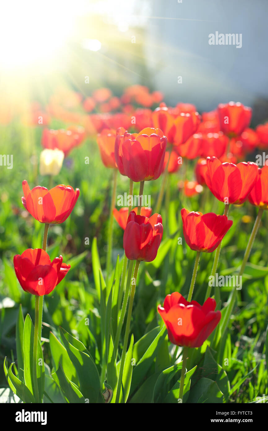 Pre colored hi-res stock photography and images - Alamy