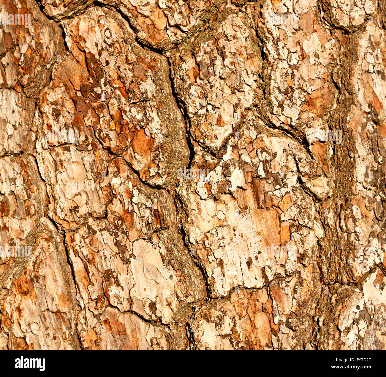 Skin Of A Stripped Bark Pine Tree High Resolution Stock Photography and ...