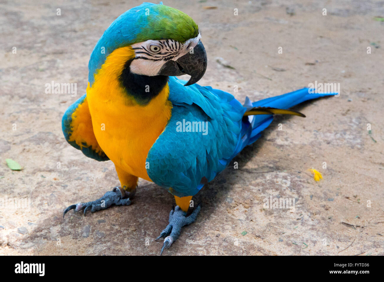 Arara brazil hi-res stock photography and images - Alamy