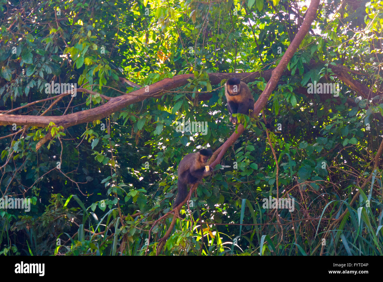 Monkeys in a tree Stock Photo - Alamy