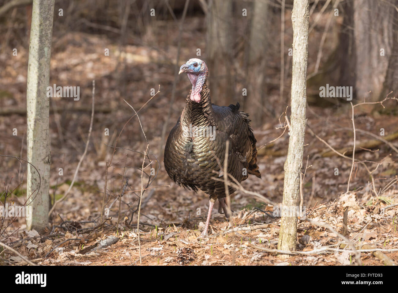 Wild turkey in a forest in spring Stock Photo - Alamy