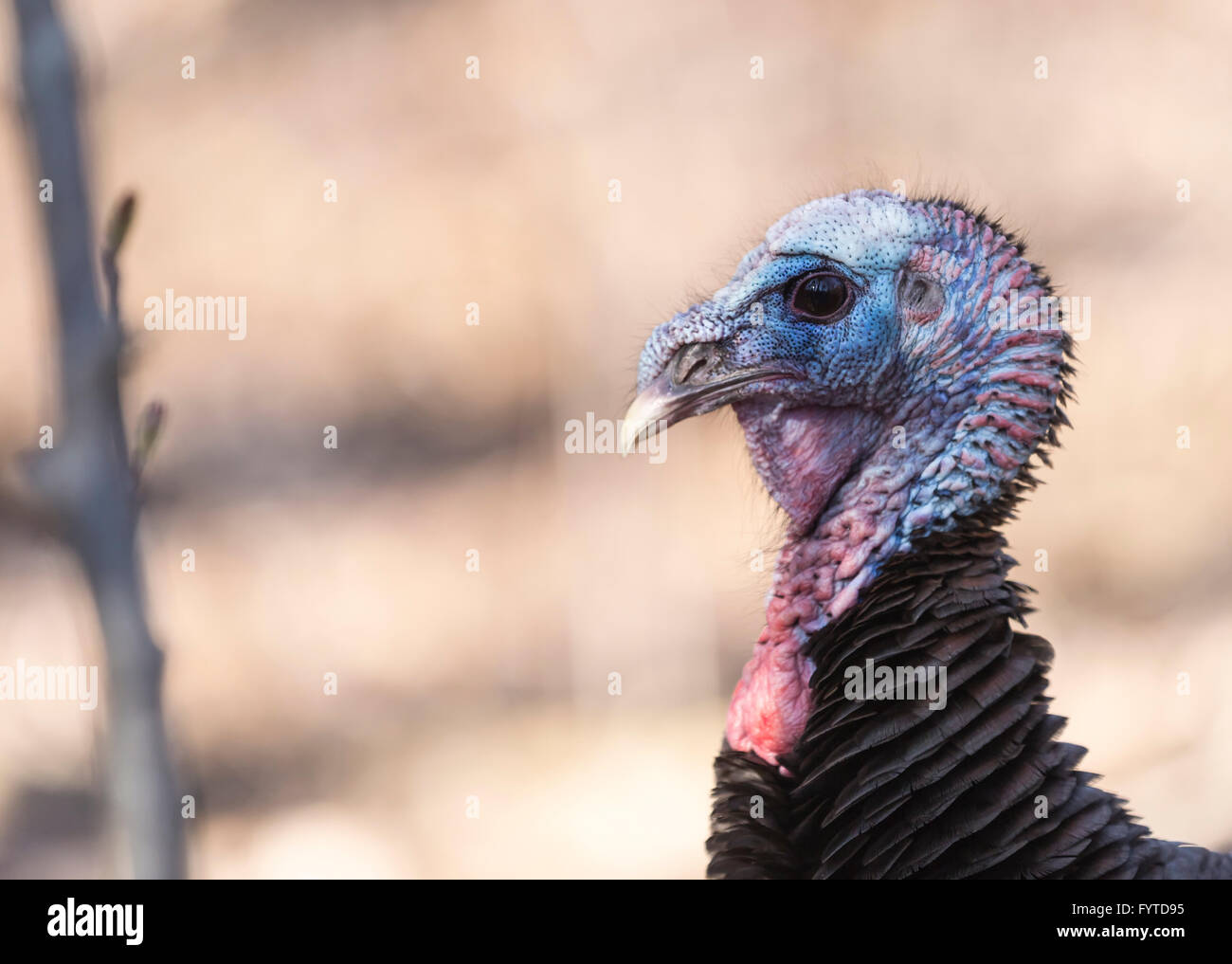 Wild turkey in a forest in spring Stock Photo - Alamy
