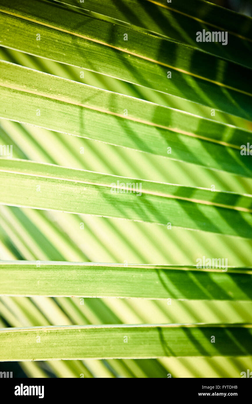 Branches of coconut leaf hi-res stock photography and images - Alamy