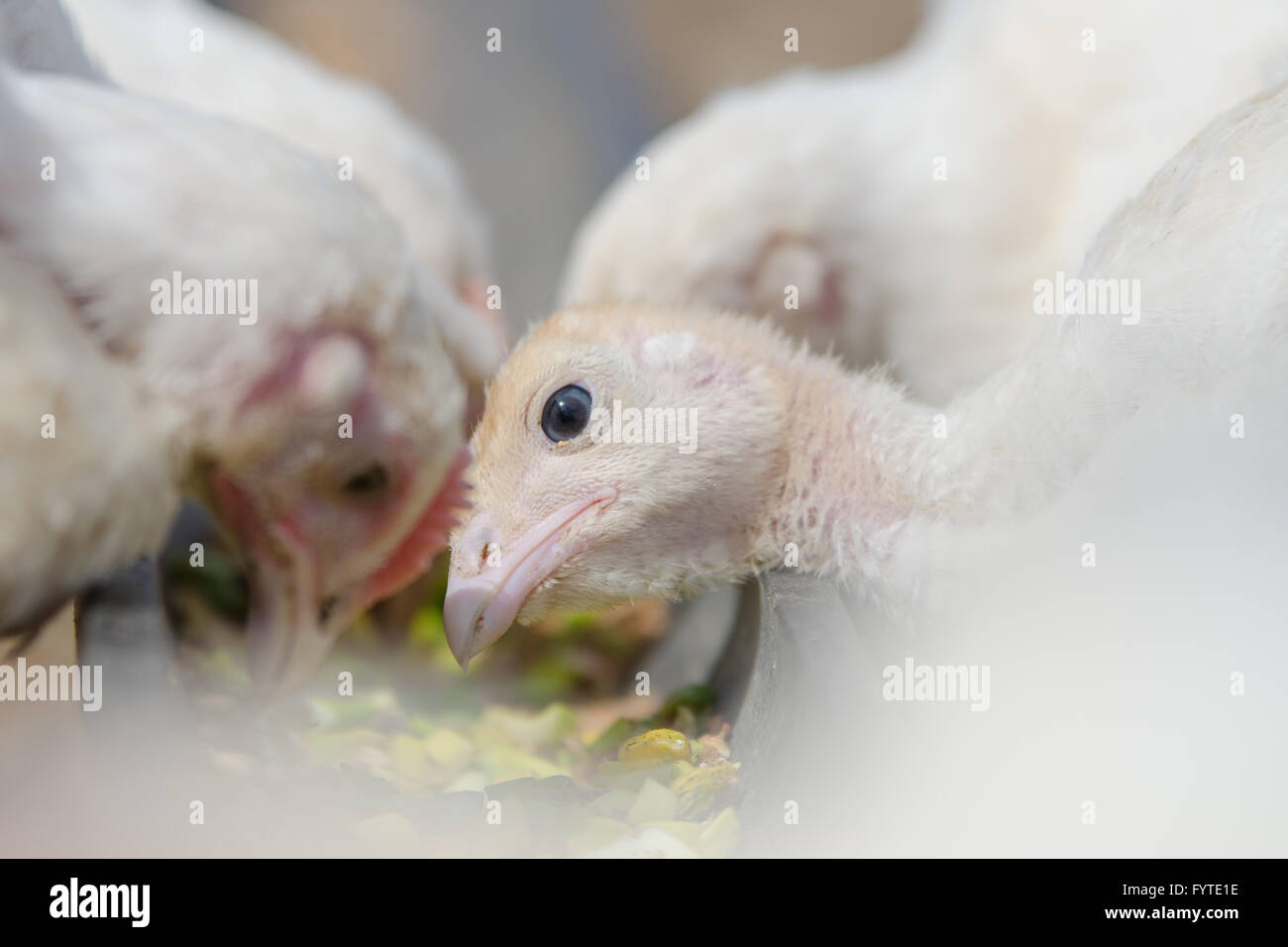 Chickens head close up hi-res stock photography and images - Alamy