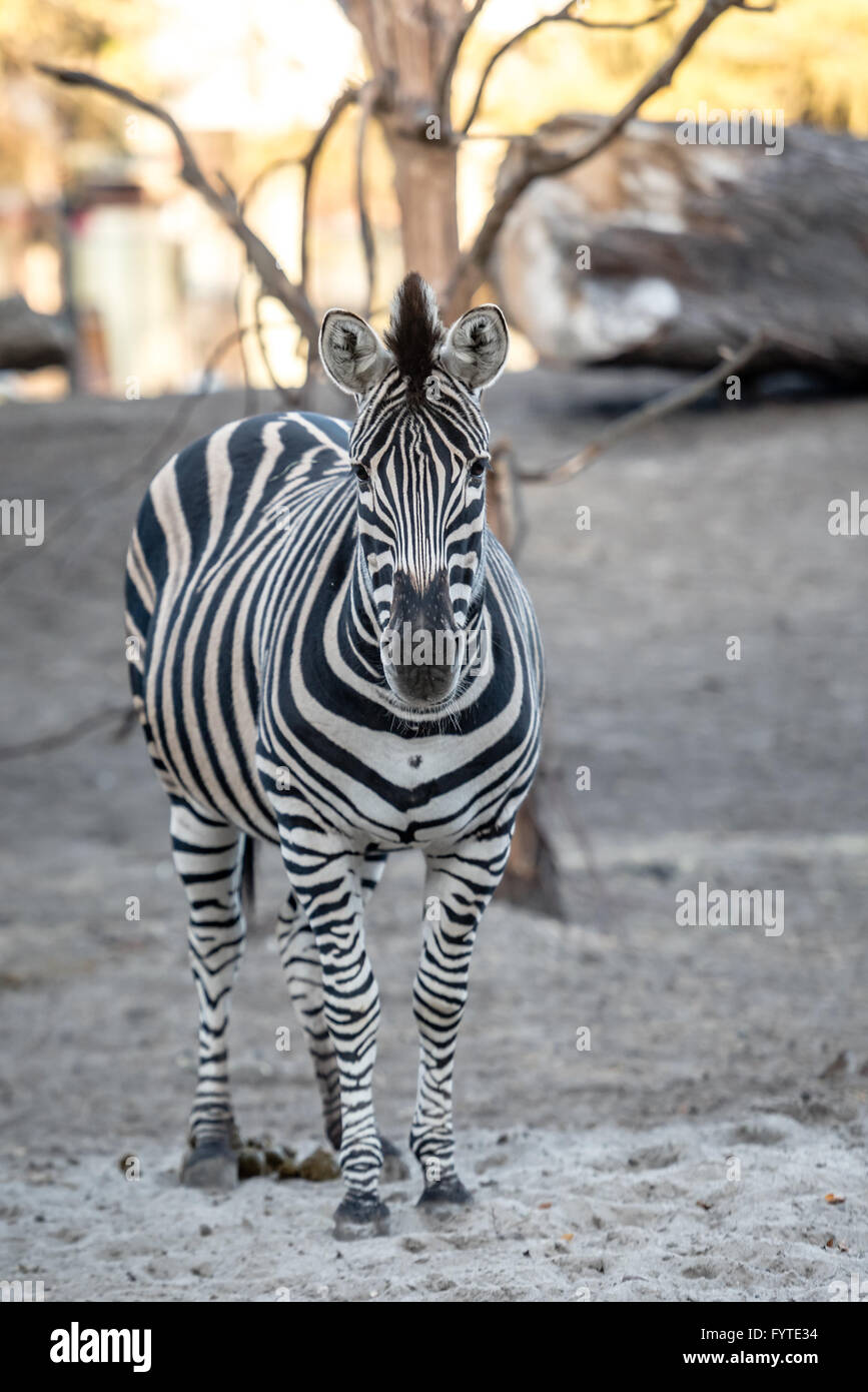 zebra at the zoo Stock Photo - Alamy