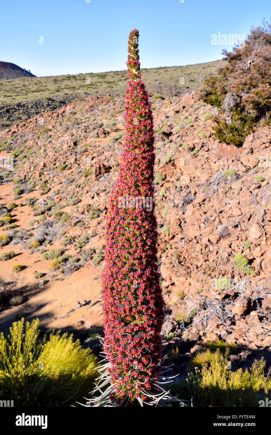 Tajinaste Flower of Tenerife Island Stock Photo - Alamy