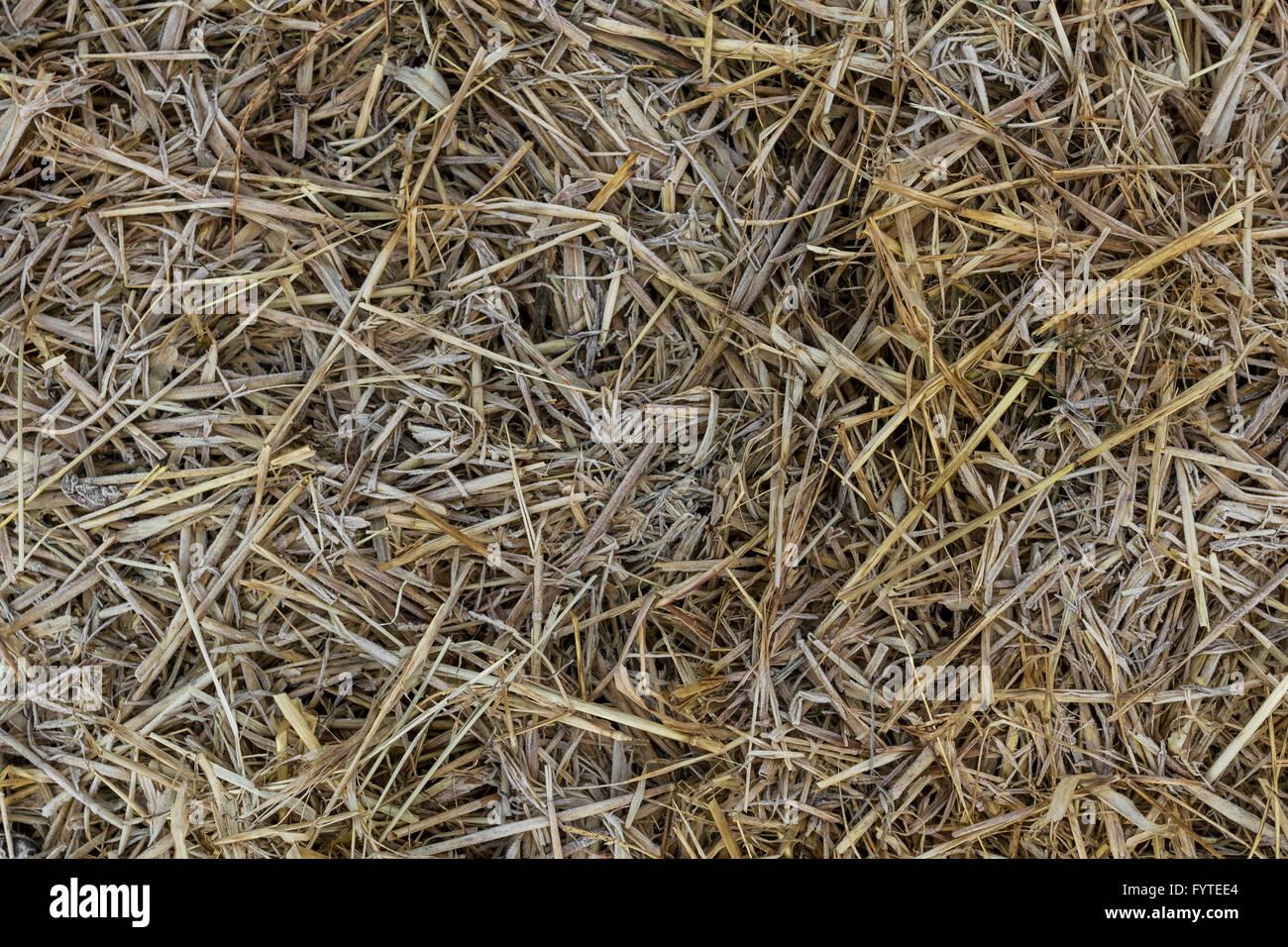Straw animals hi-res stock photography and images - Alamy