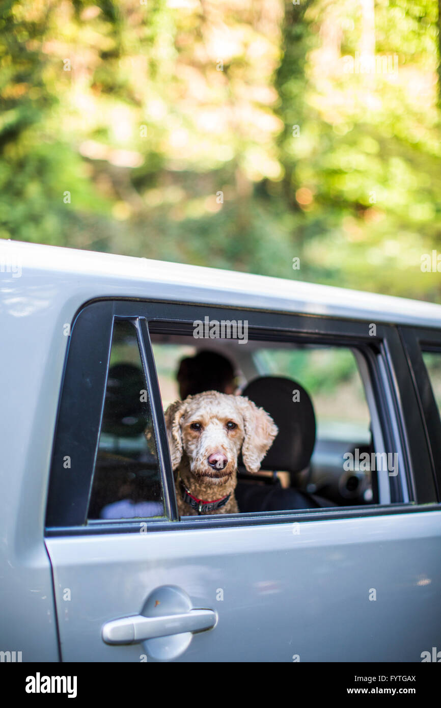 A dog looks out the window of a car Stock Photo - Alamy