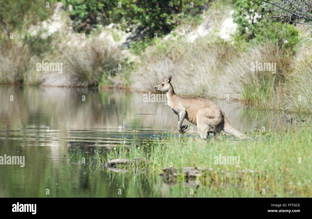 Kangaroo by the river Stock Photo - Alamy