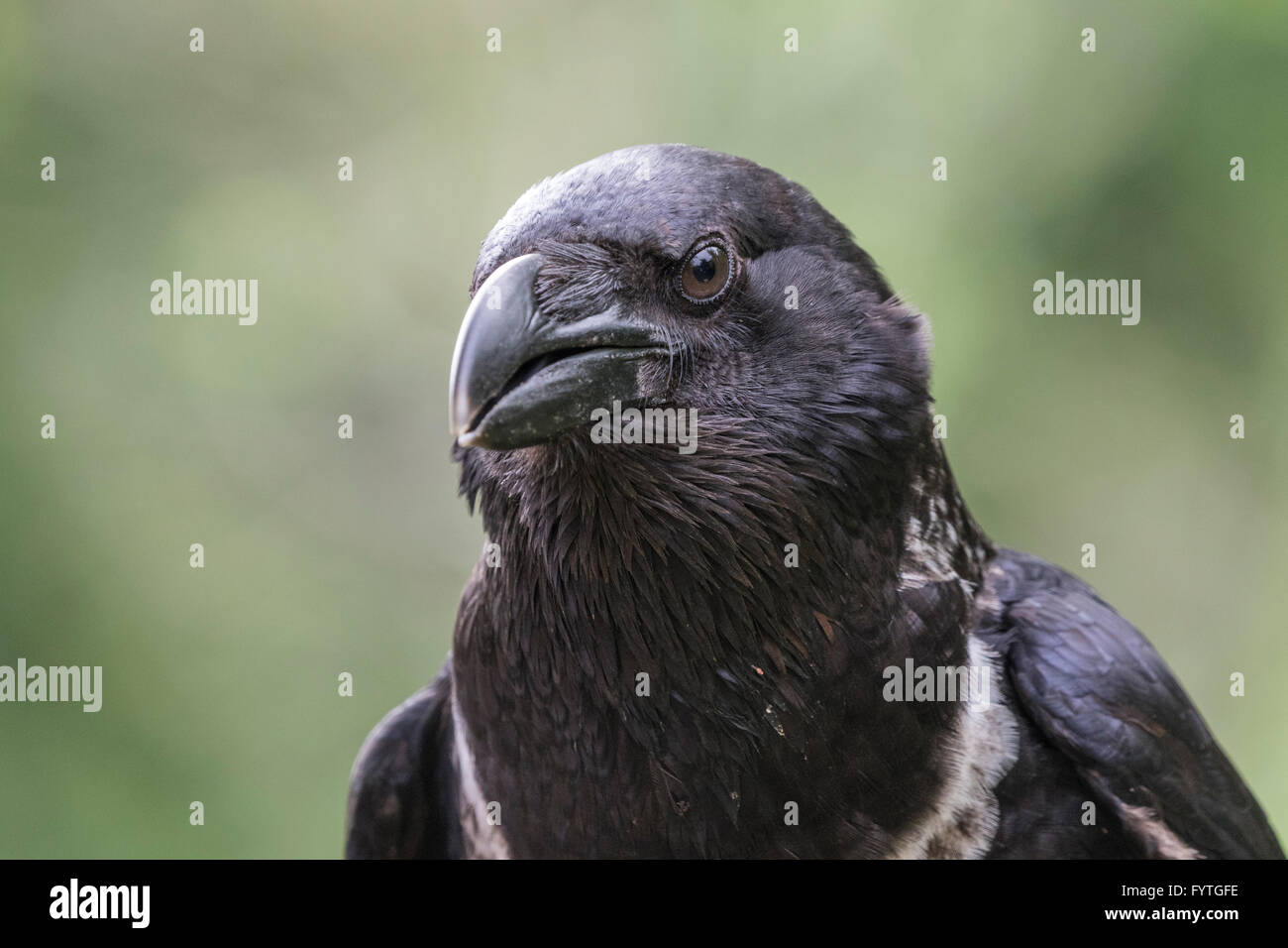 African Collared Raven, Rescue bird, rehabilitated and trained for ...