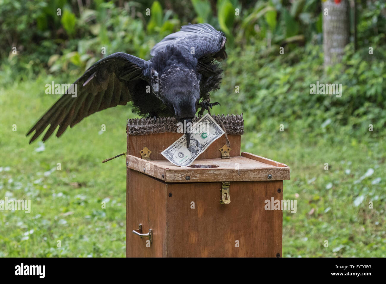 African Collared Raven, Rescue bird, rehabilitated and trained for ...