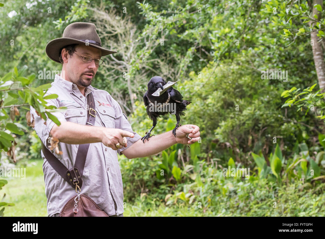African Collared Raven, Rescue bird, rehabilitated and trained for ...