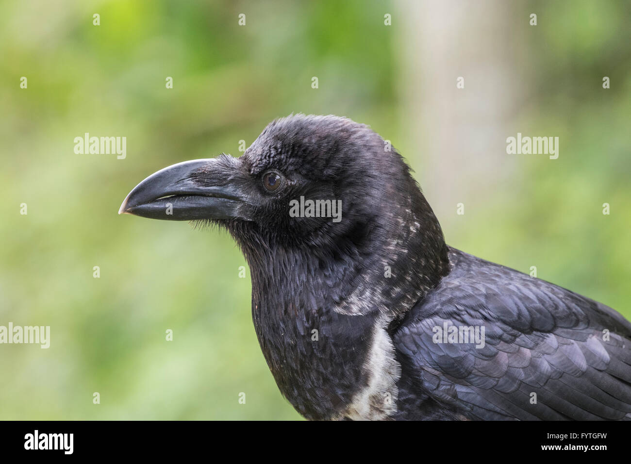 African Collared Raven, Rescue bird, rehabilitated and trained for ...
