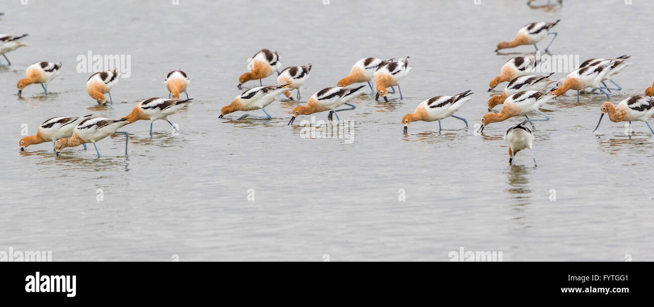 American Avocets on beach at Bolivar's North Jetty on an overcast day ...