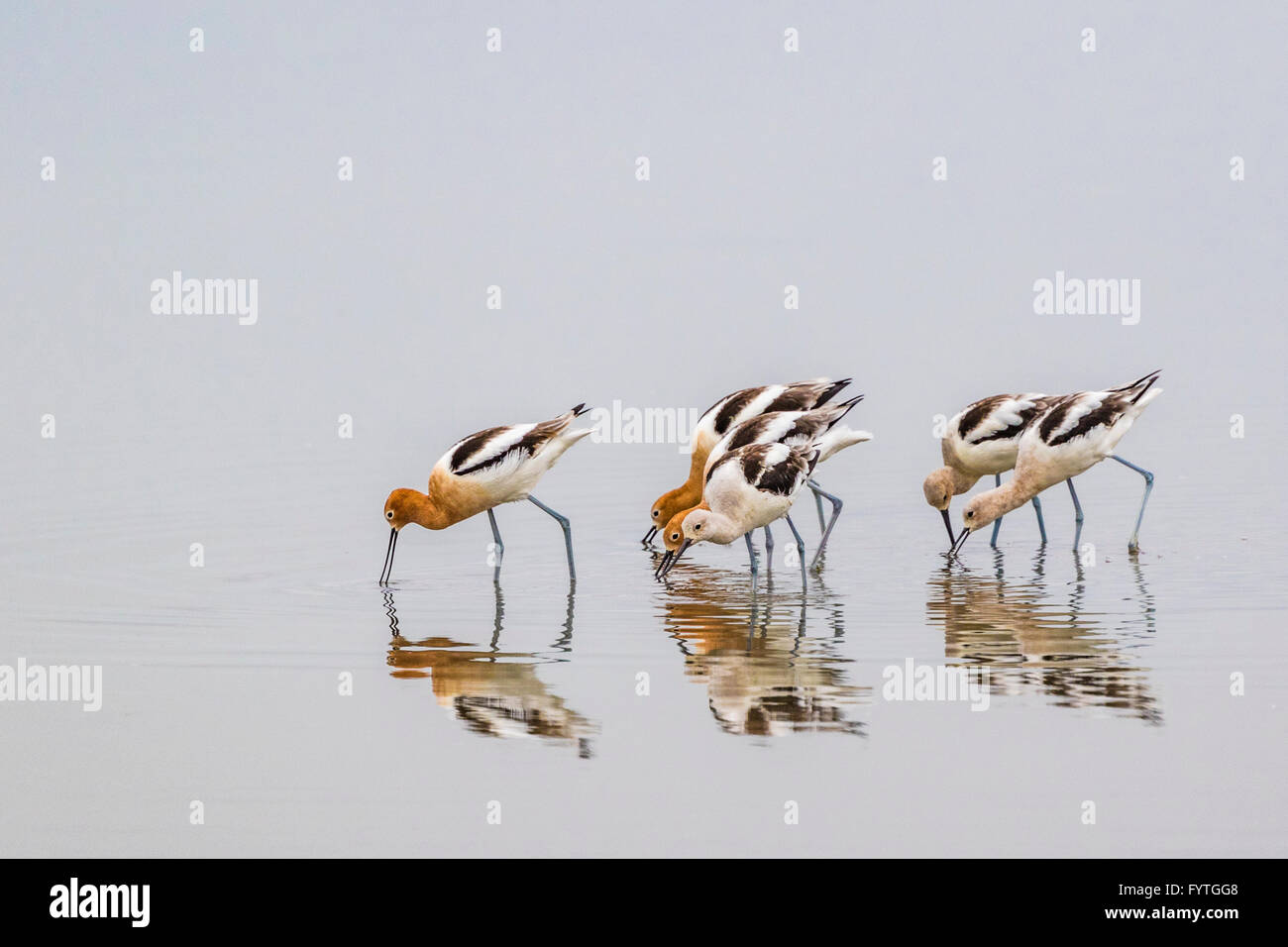 Bolivars hi-res stock photography and images - Alamy