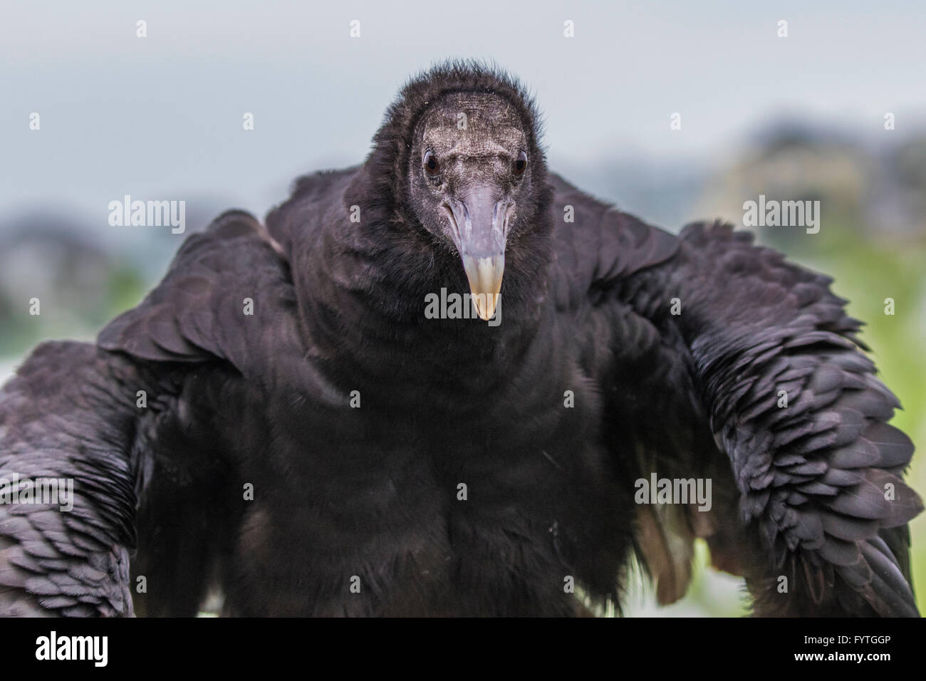 A Black Vulture with personality, Igor is a rescue bird rehabilitated ...