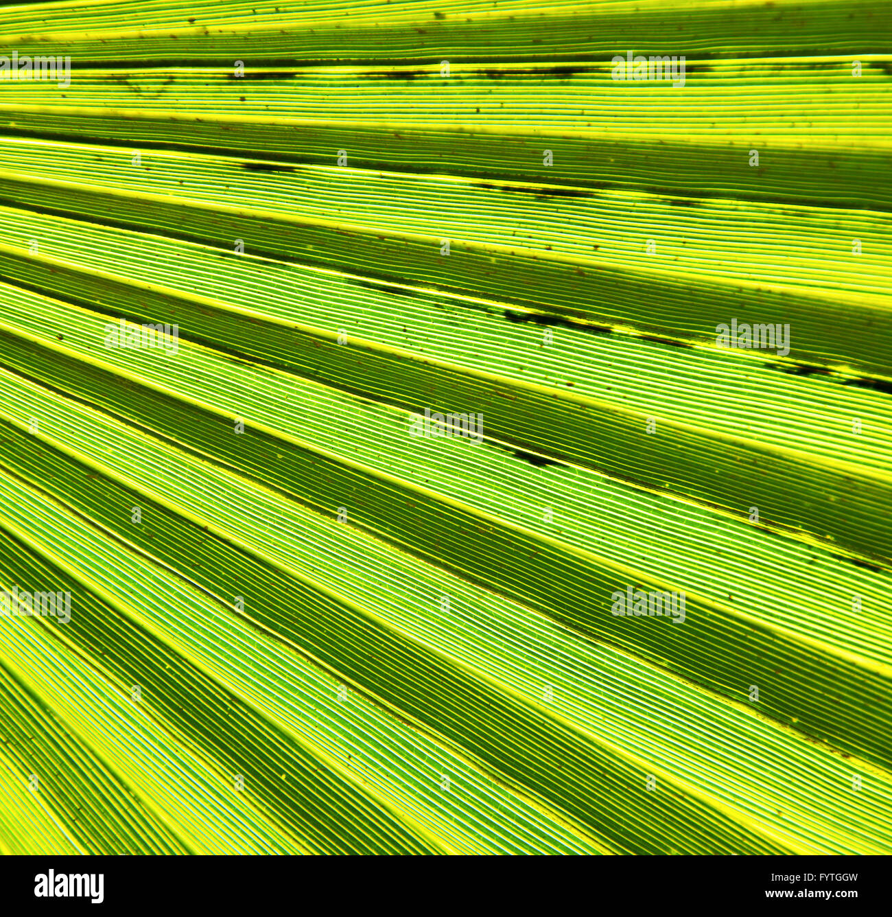 abstract green leaf in the light and shadow morocco africa Stock Photo ...