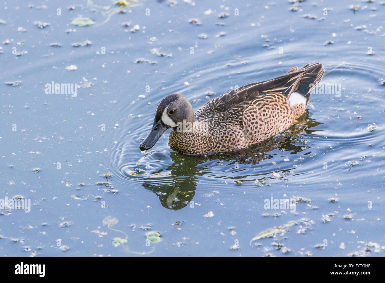 Blue-winged Teal duck at The Rookery at Smith Oaks in High Island ...