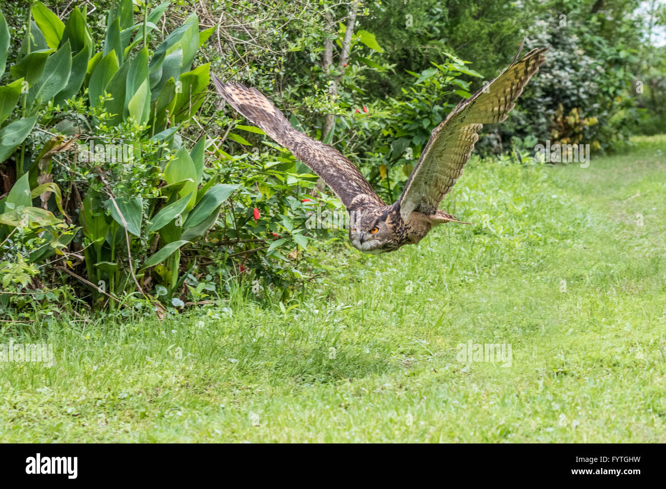 Eurasian Eagle-owl, a Rescue bird, rehabilitated and trained for ...