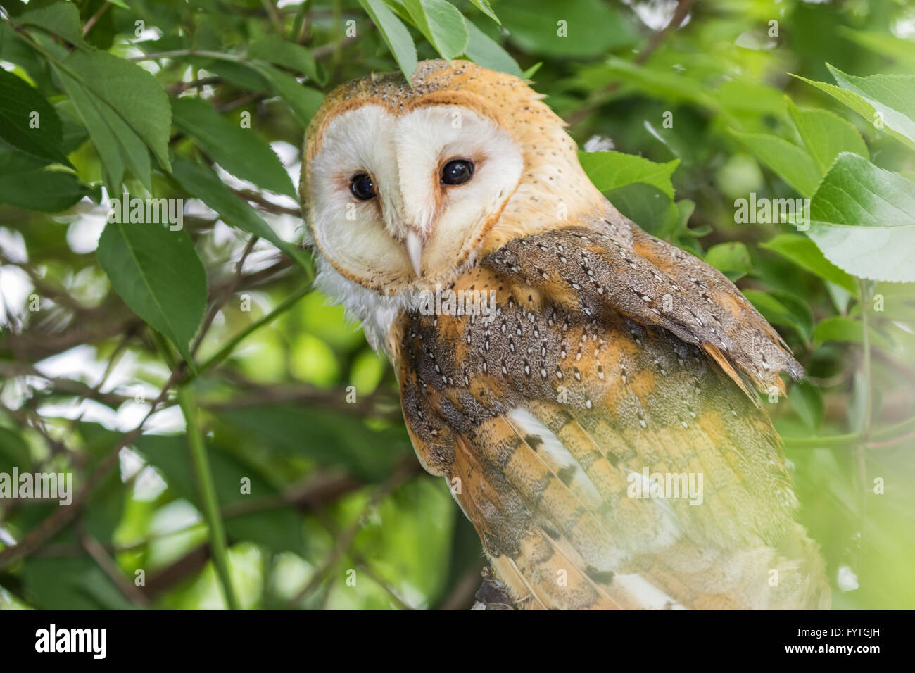 European Barn Owl, a Rescue bird, rehabilitated and trained for ...