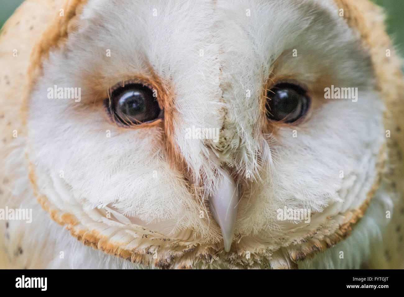 European Barn Owl, a Rescue bird, rehabilitated and trained for ...