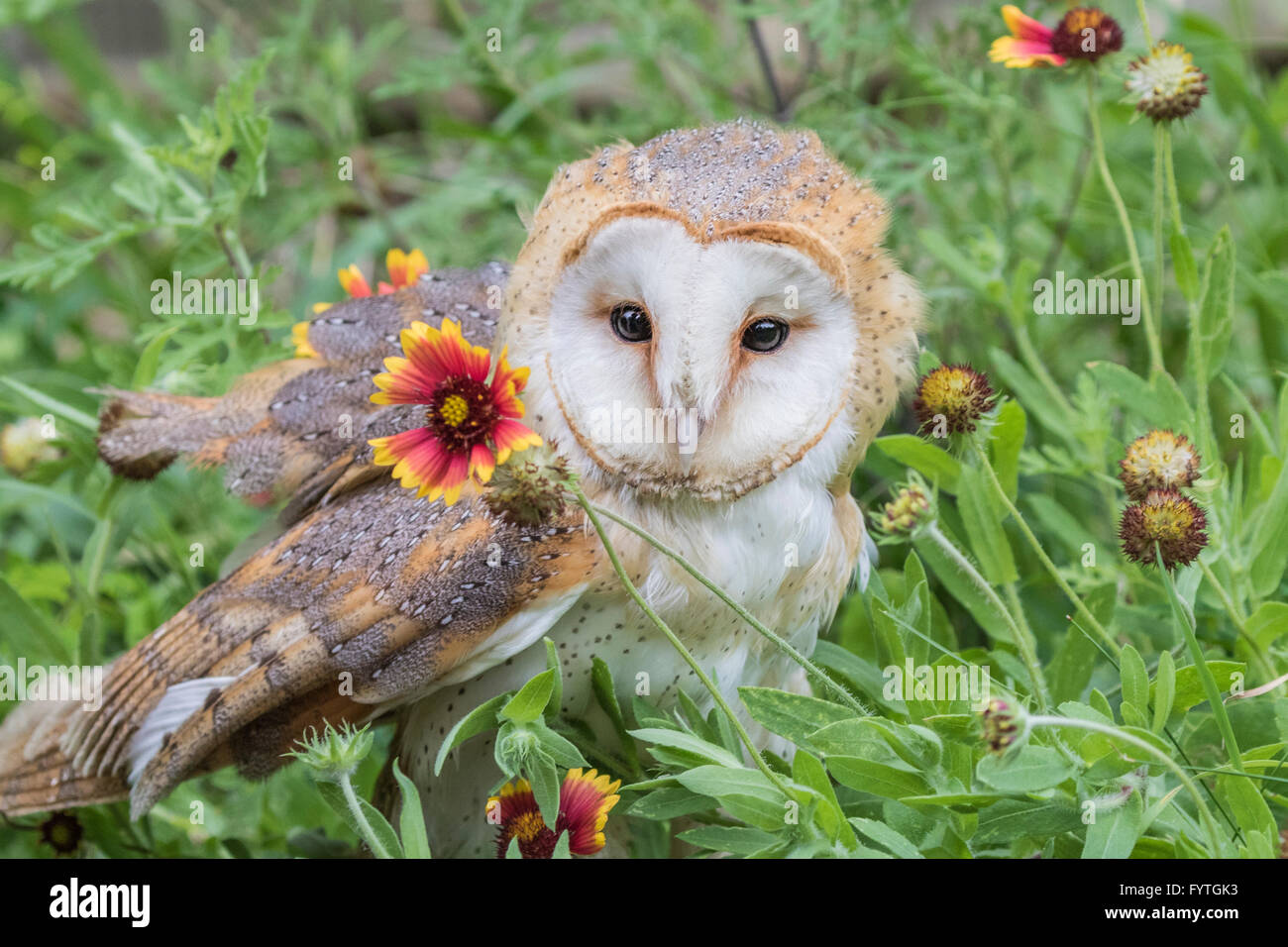 European Barn Owl, a Rescue bird, rehabilitated and trained for ...