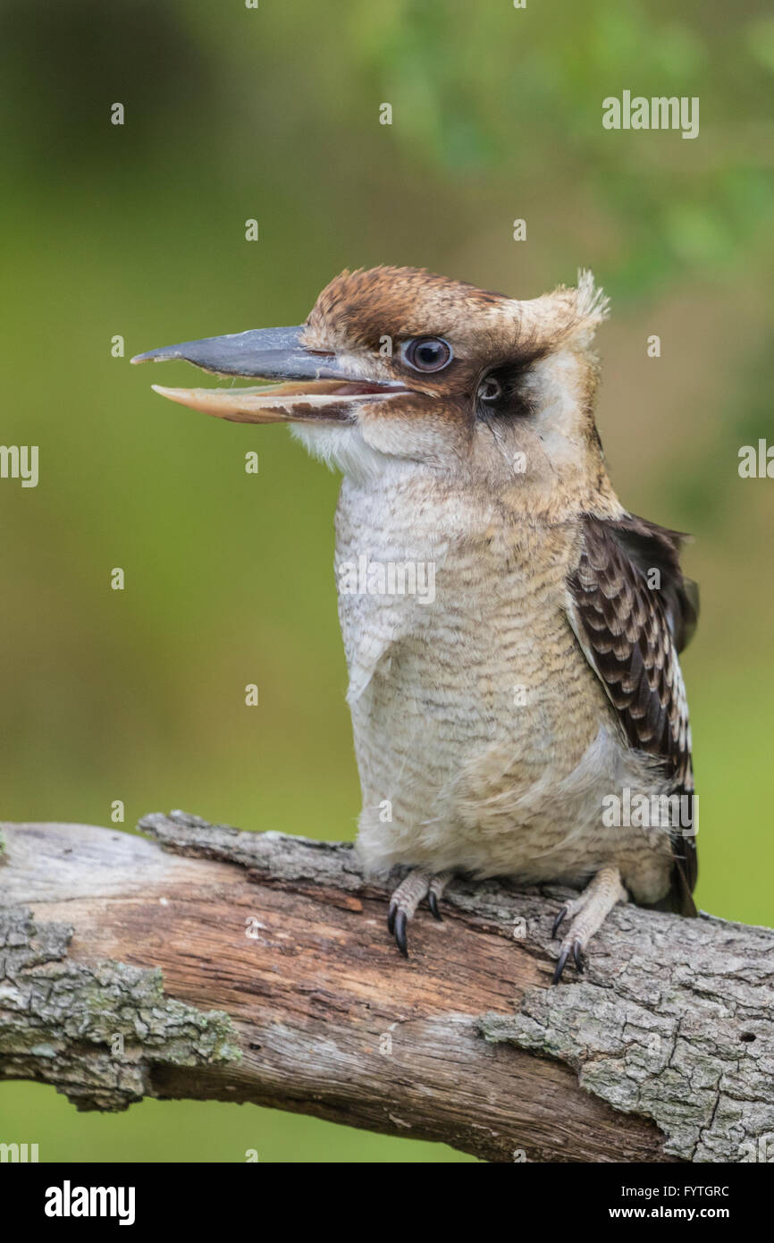Trained Laughing Kookaburra, the largest bird in the Kingfisher family ...