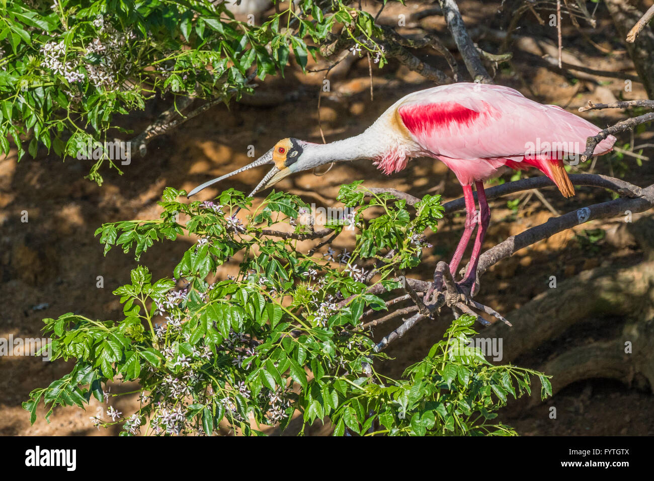 High island rookery hi-res stock photography and images - Alamy