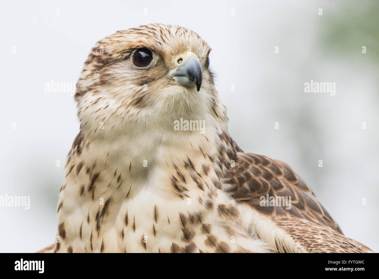 Saker Falcon, a rescue bird trained for conservation and education ...