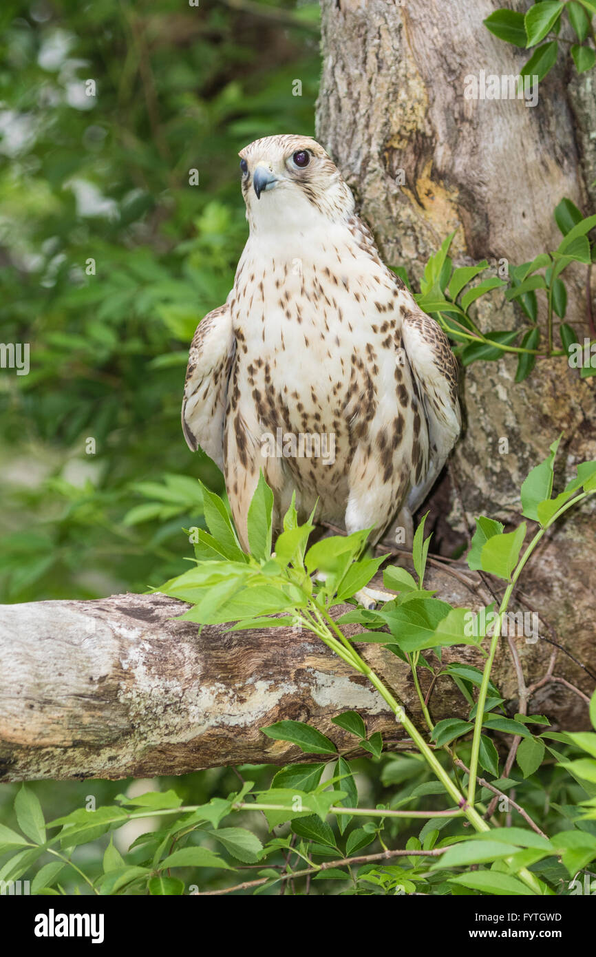 Saker Falcon, a rescue bird trained for conservation and education ...