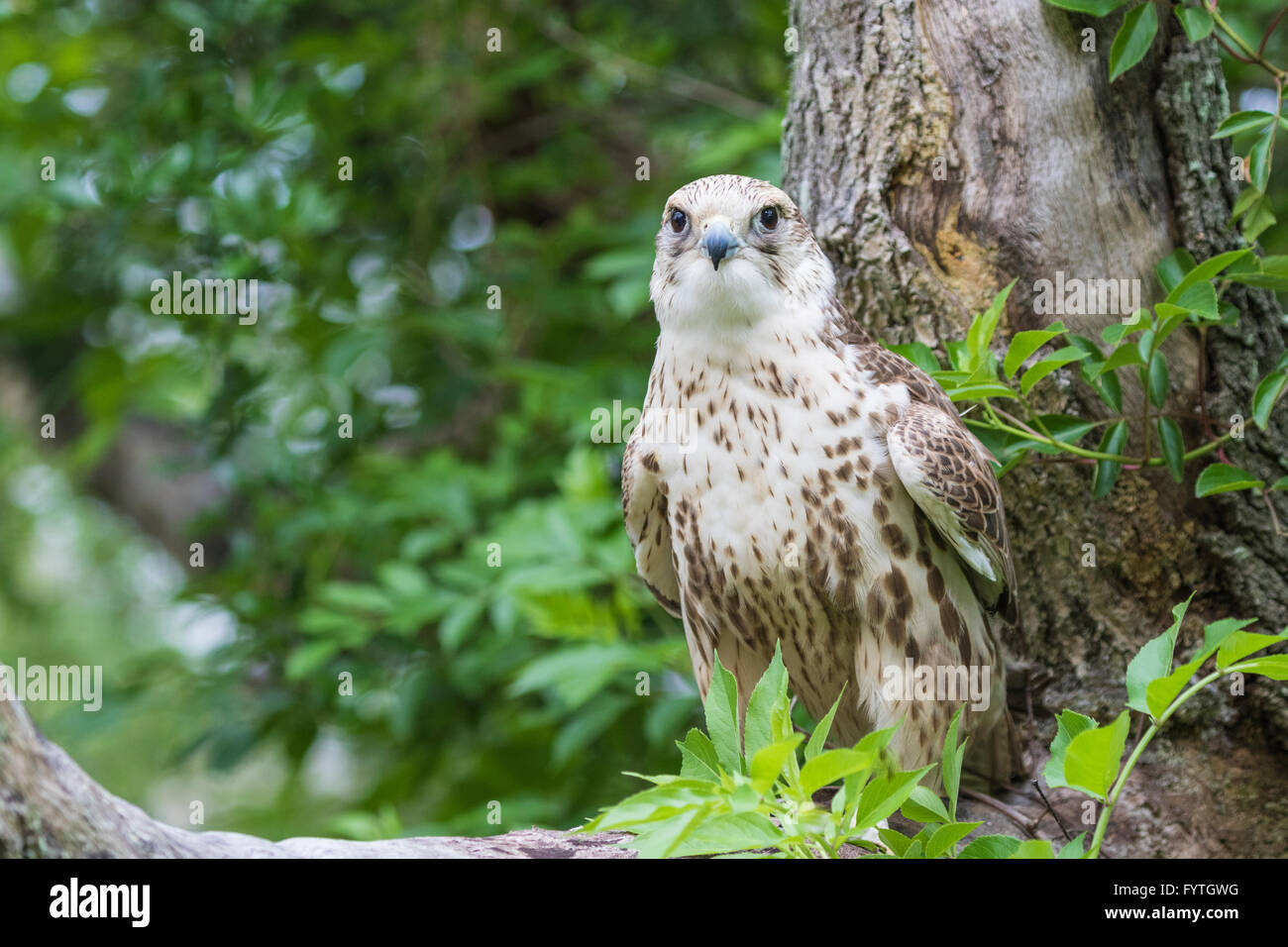 National bird of united arab emirates hi-res stock photography and ...