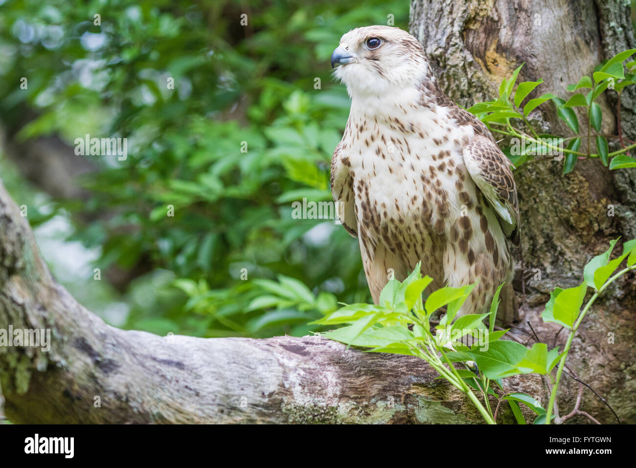 National bird of united arab emirates hi-res stock photography and ...