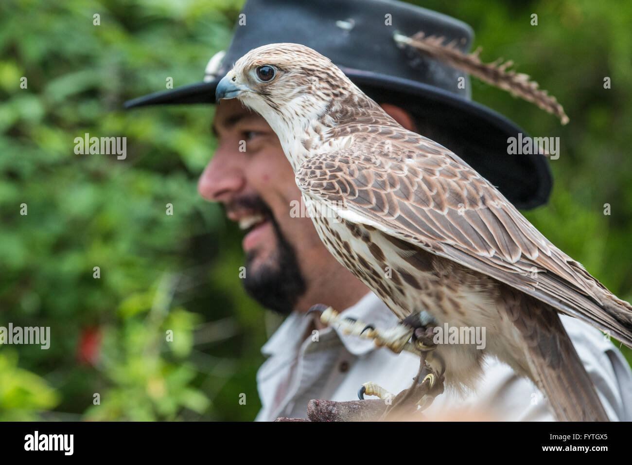 National bird of united arab emirates hi-res stock photography and ...
